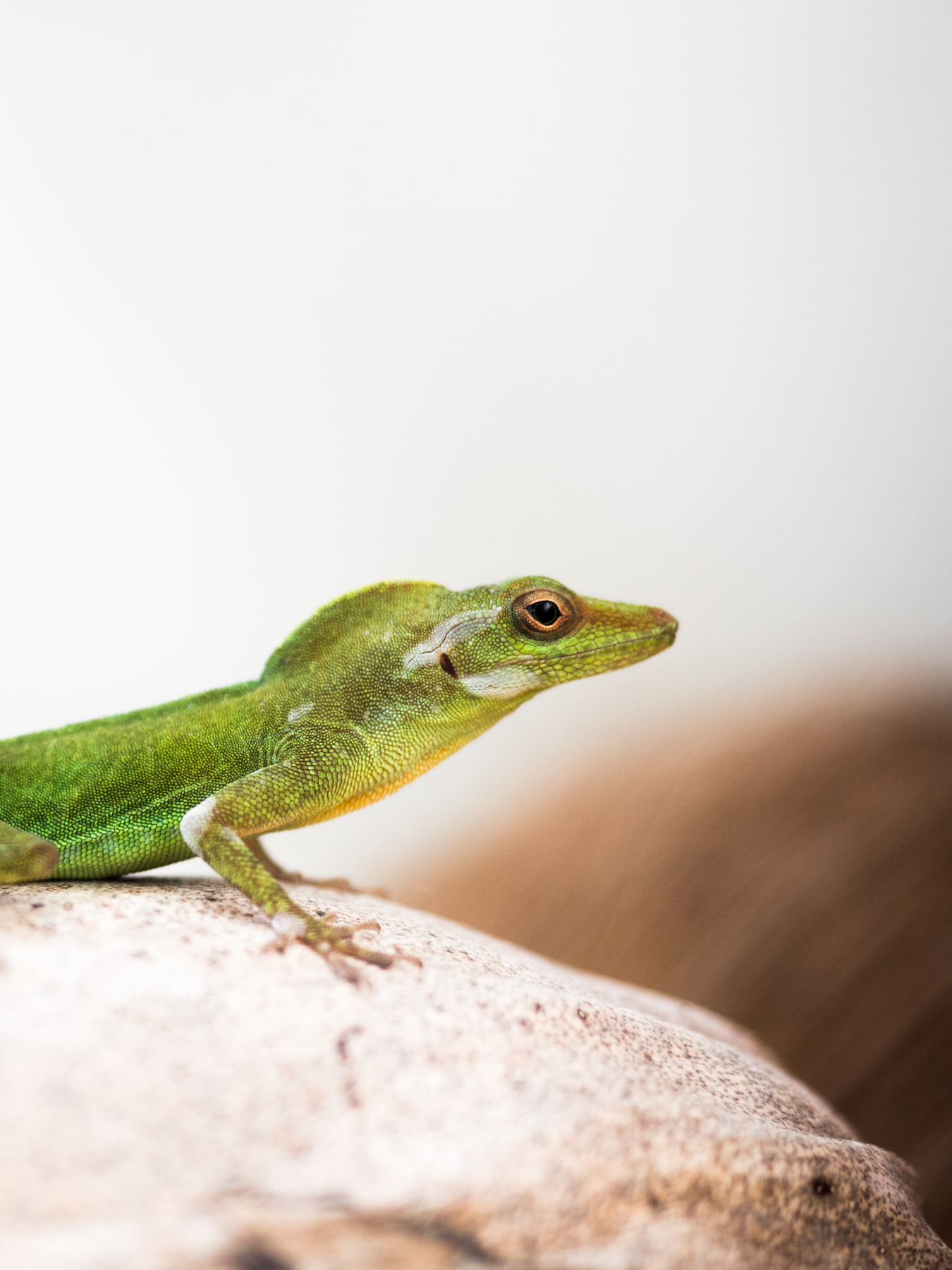 un instant de vie d'un anoli en guadeloupe, de la mue au vert intense