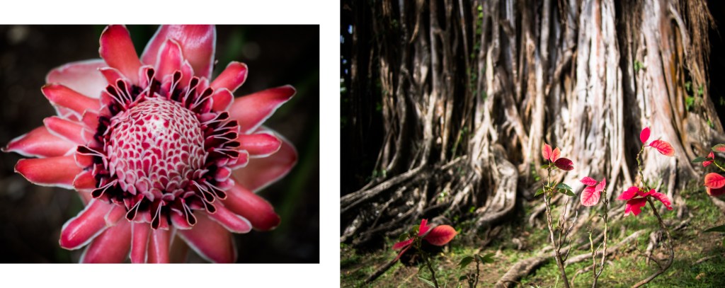 les couleurs du jardin botanique – 1idée
